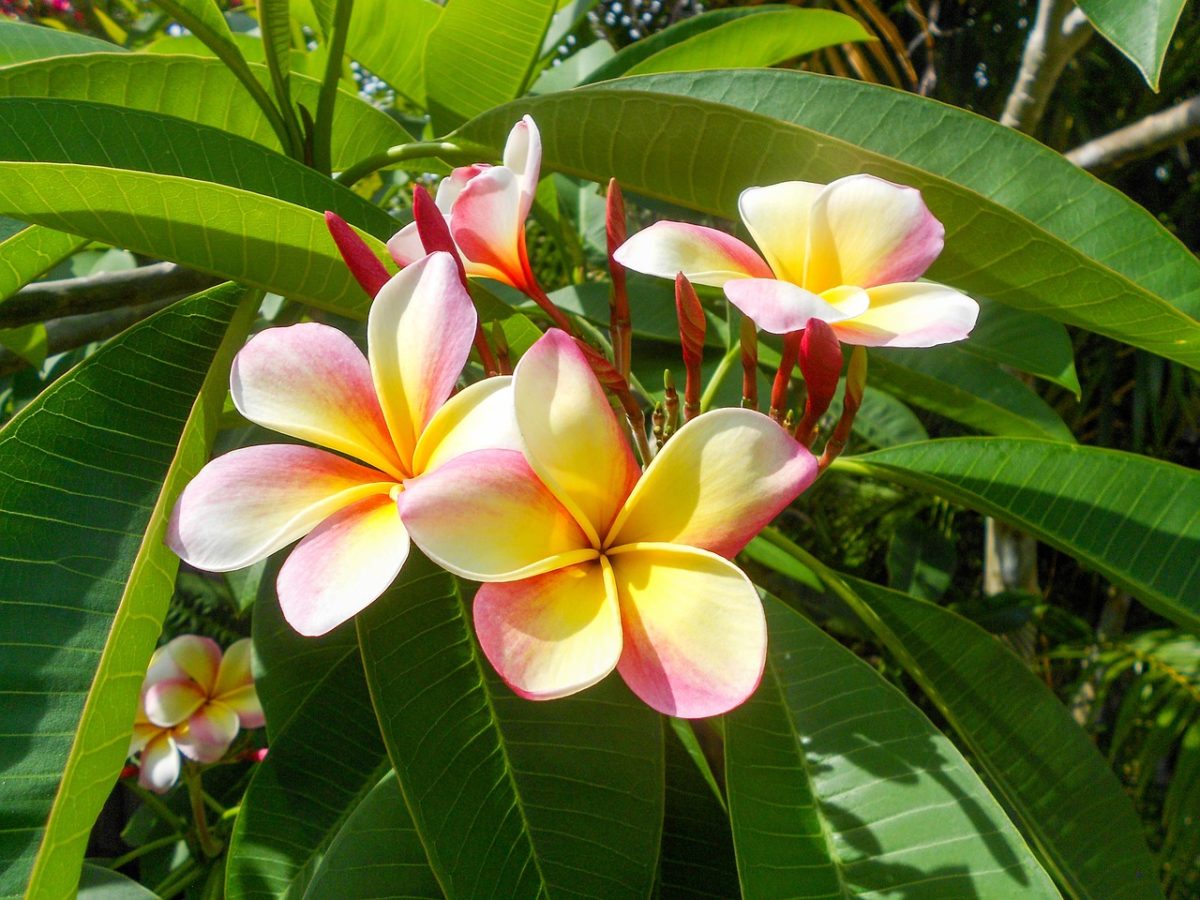 Small Flowering Trees South Florida Edition RCH Landscaping