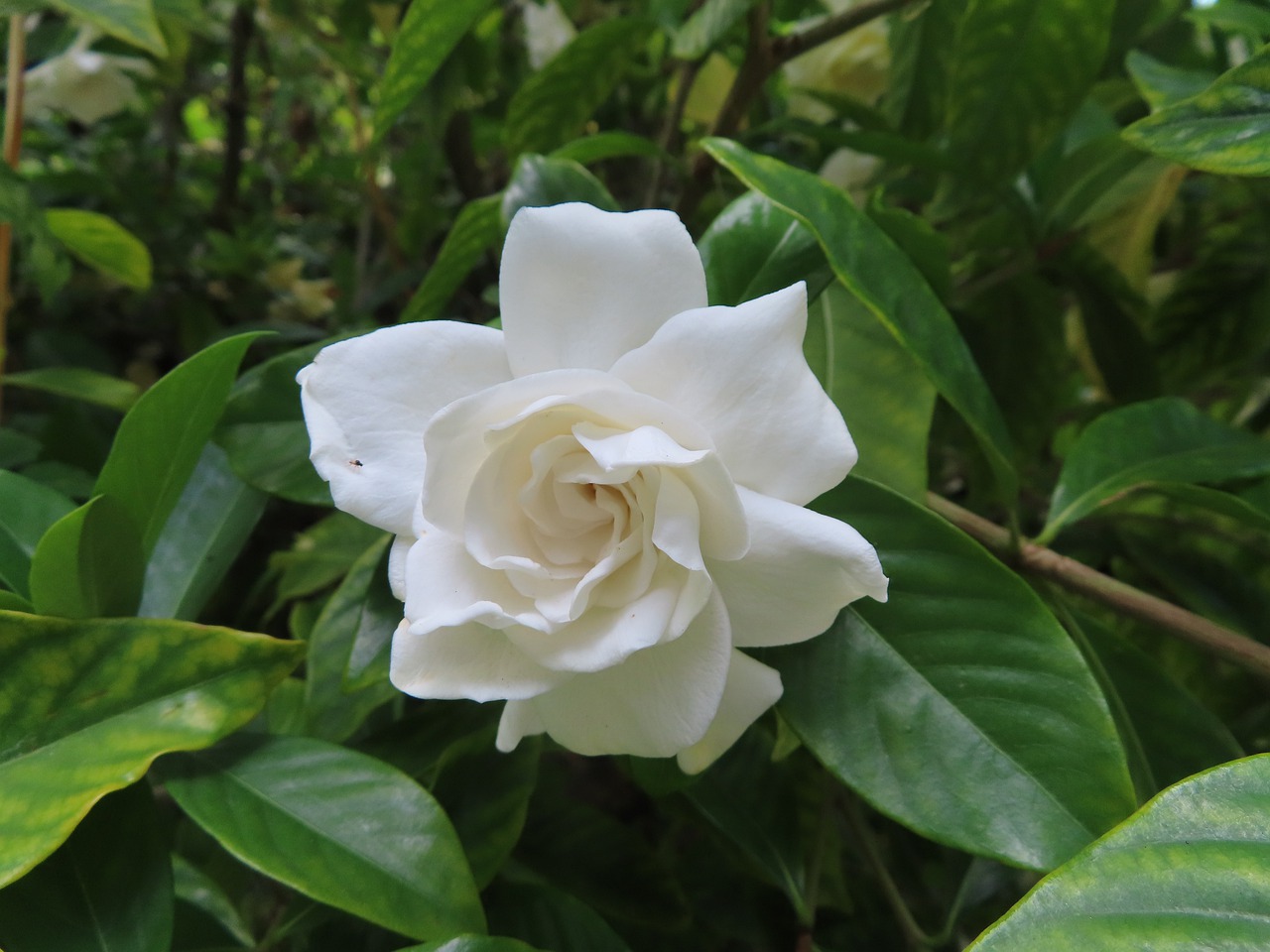 Fragrant Plants for your South Florida Yard - RCH Landscaping