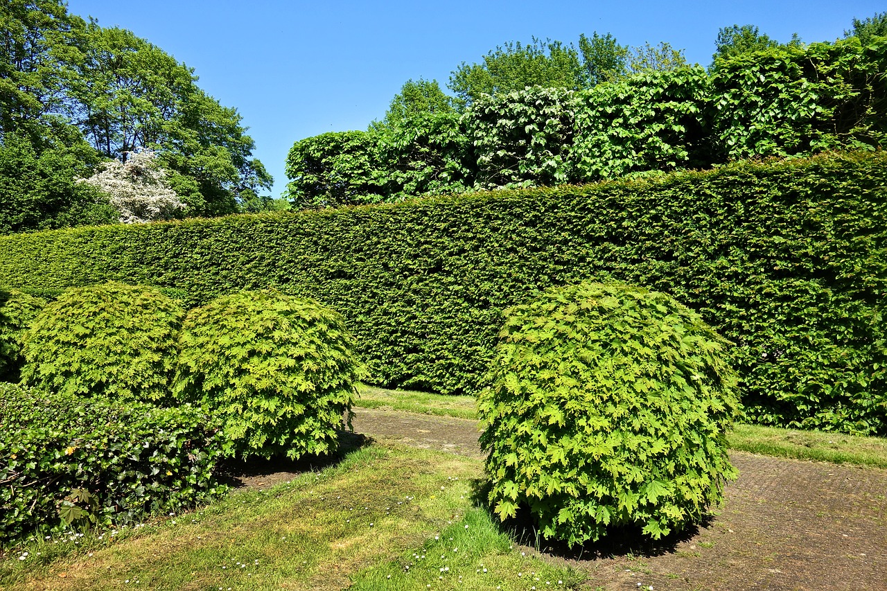 5 Best Evergreen Shrubs - RCH Landscaping